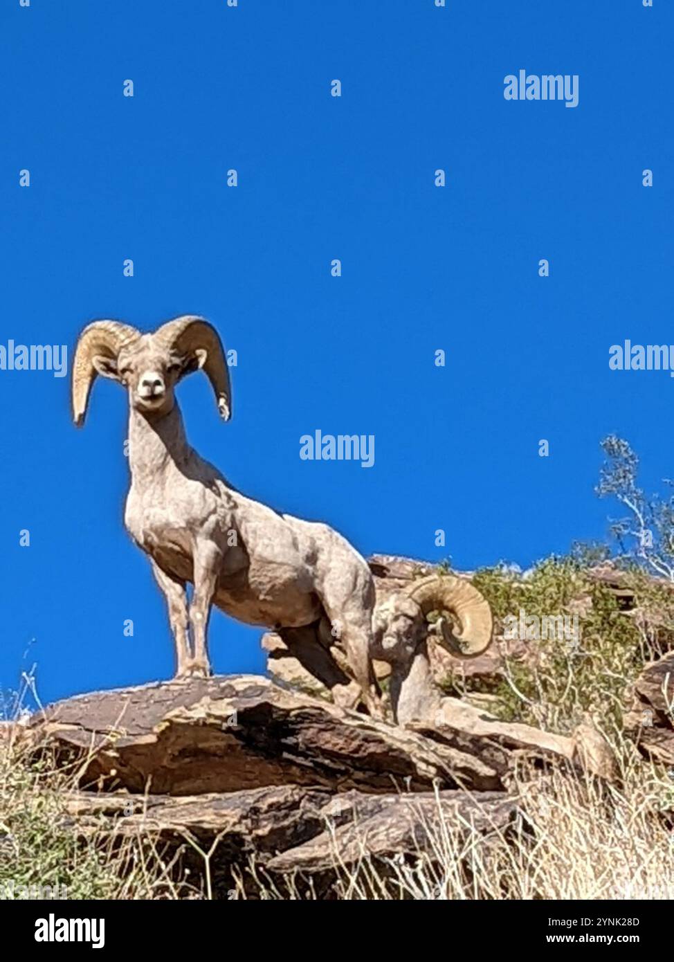 Desert Bighorn Sheep (Ovis canadensis nelsoni Stock Photo - Alamy