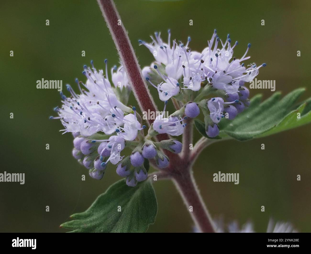 Common Bluebeard (Caryopteris incana Stock Photo - Alamy