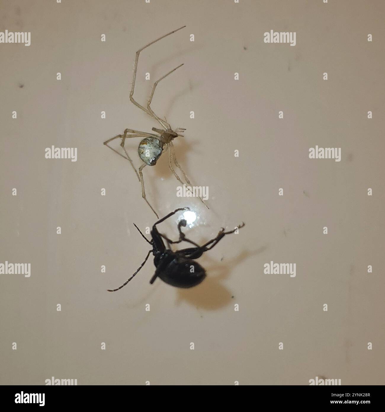 White porch spider (Cryptachaea gigantipes Stock Photo - Alamy