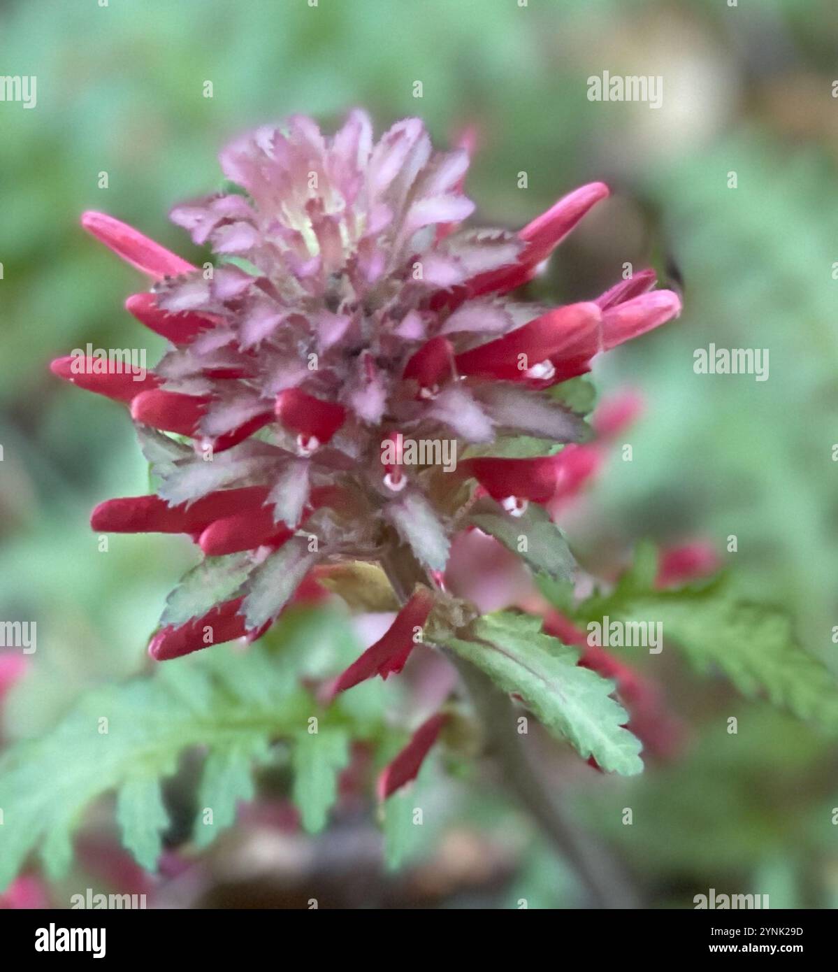 Warrior's Plume (Pedicularis densiflora Stock Photo - Alamy