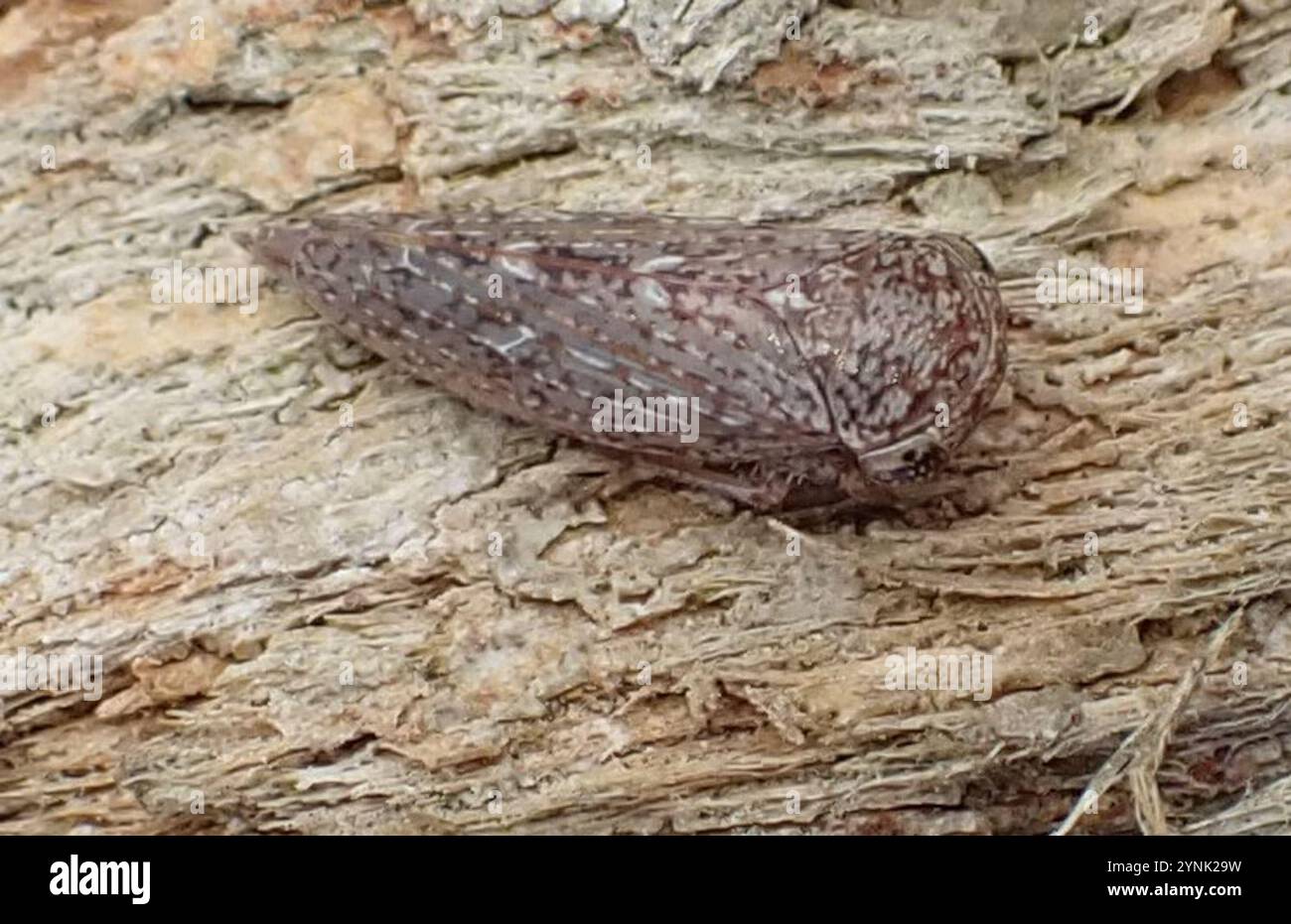 Typical Leafhoppers (Cicadellidae Stock Photo - Alamy
