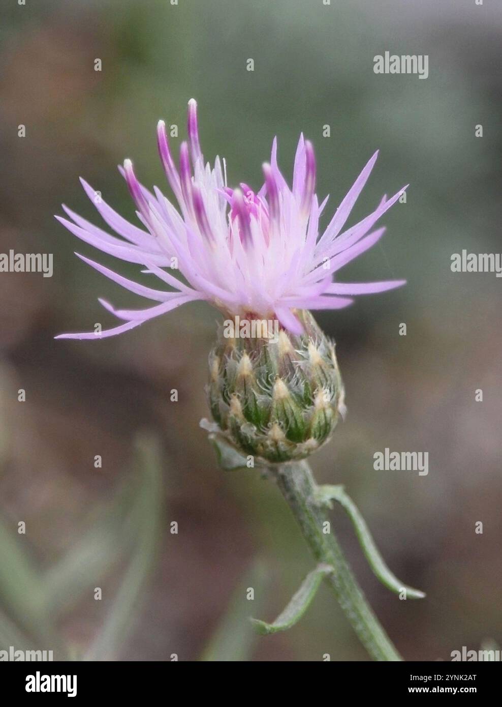 Centaurea arenaria hi-res stock photography and images - Alamy