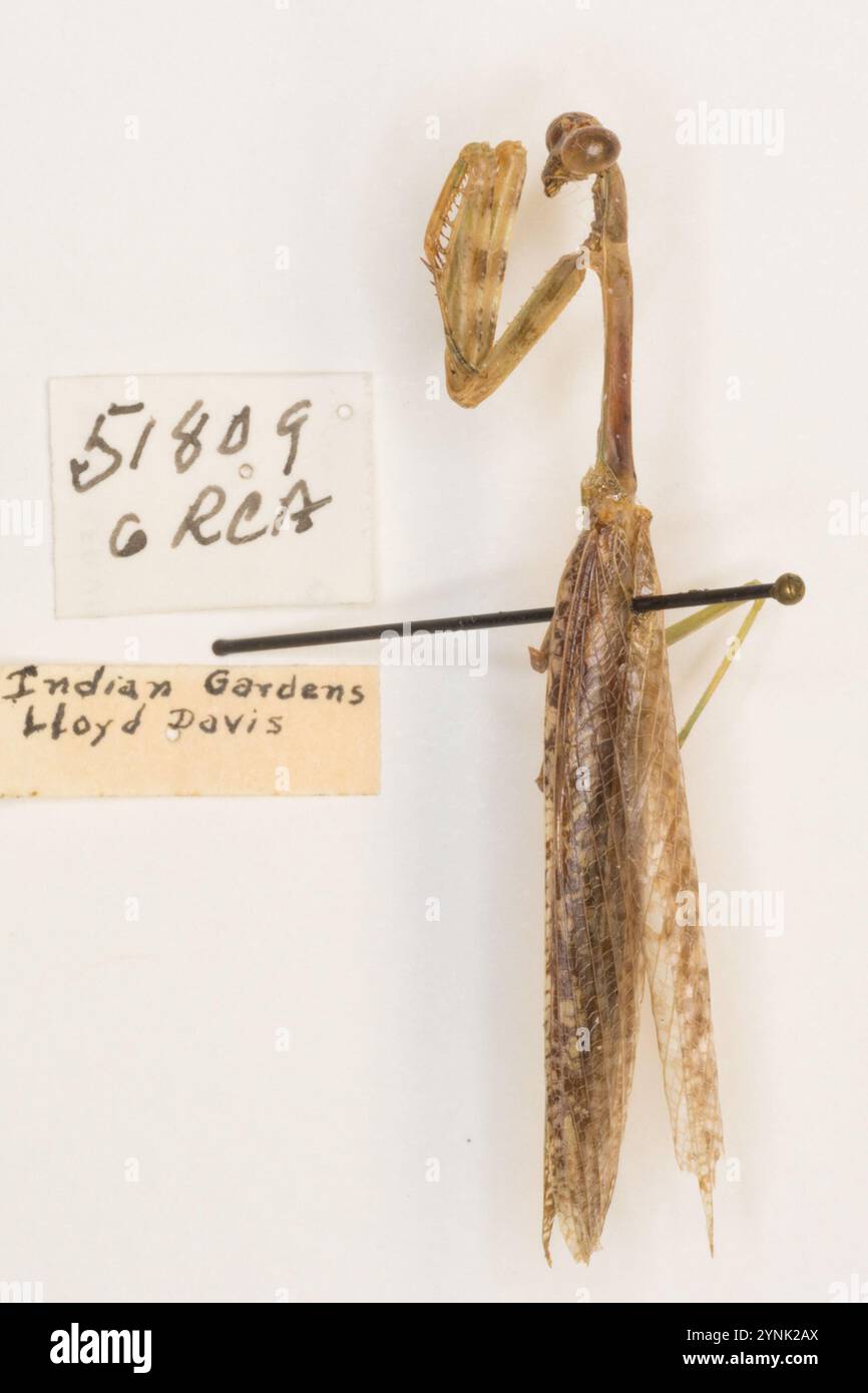 California Mantis (Stagmomantis californica Stock Photo - Alamy