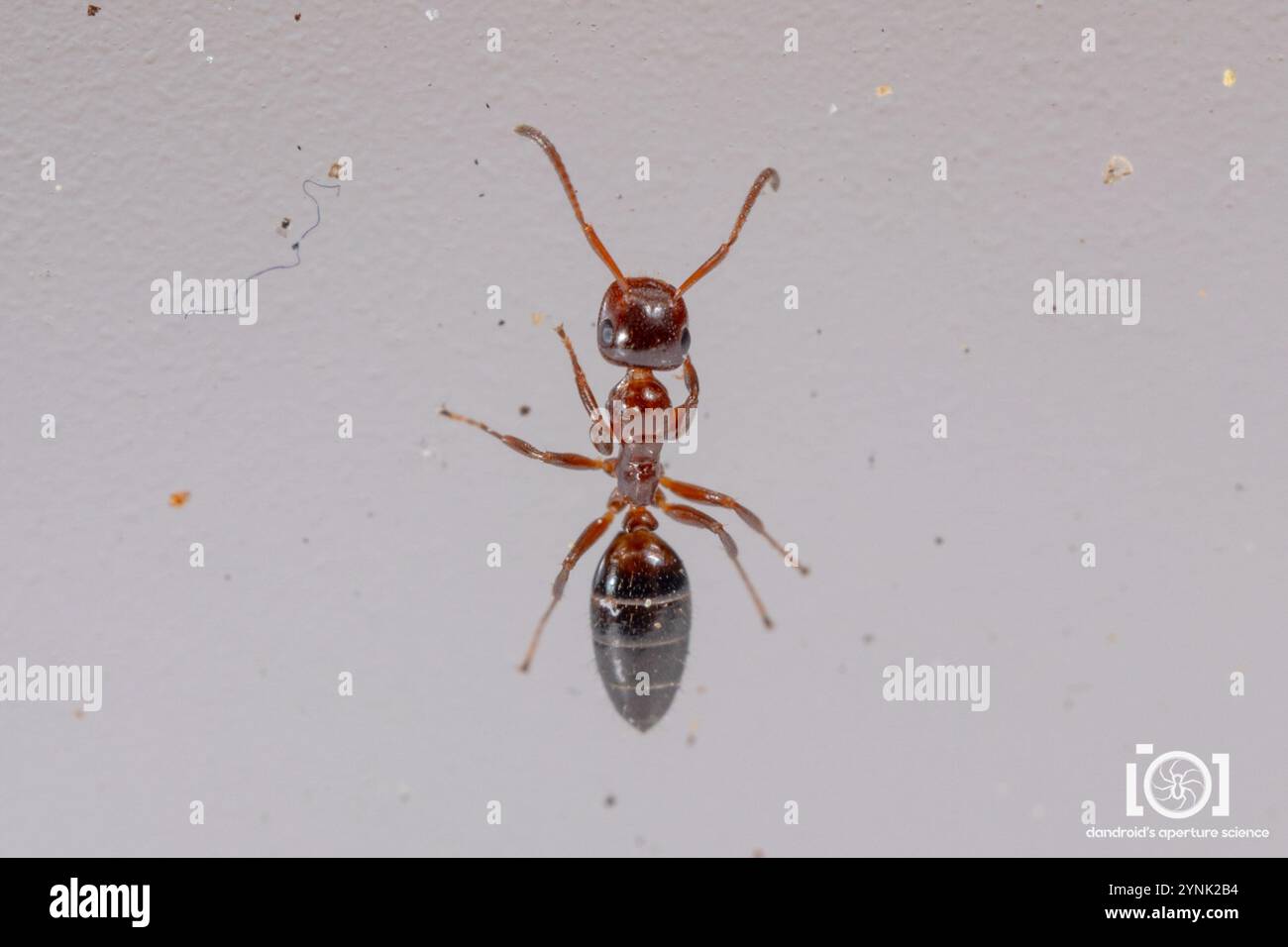 Gate-keeper Ants (Colobopsis Stock Photo - Alamy