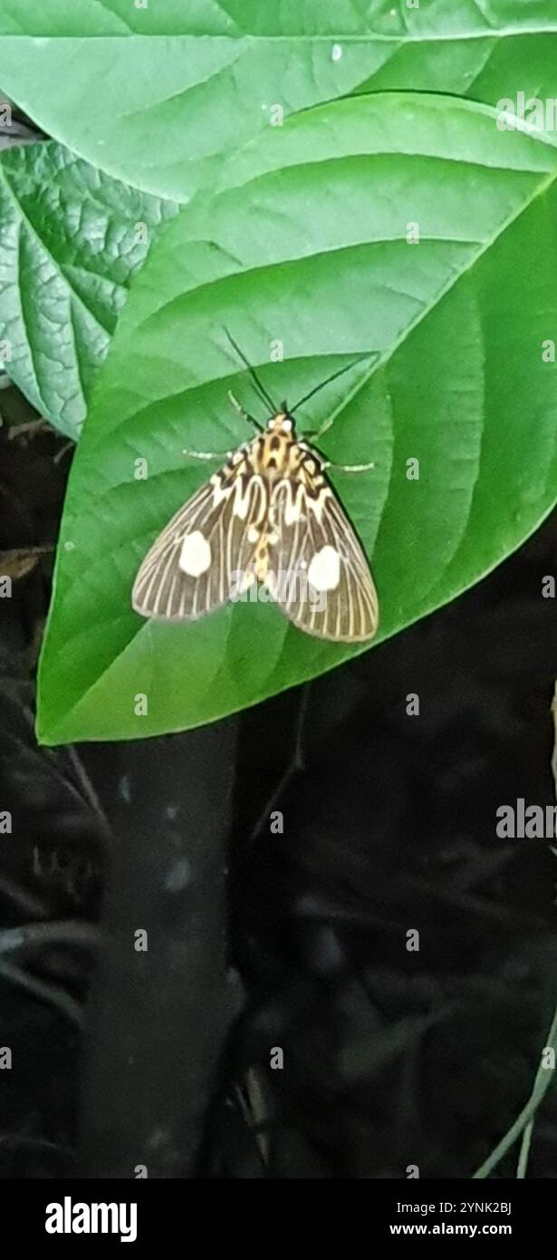 Two-spots Tiger Moth (Asota plagiata Stock Photo - Alamy