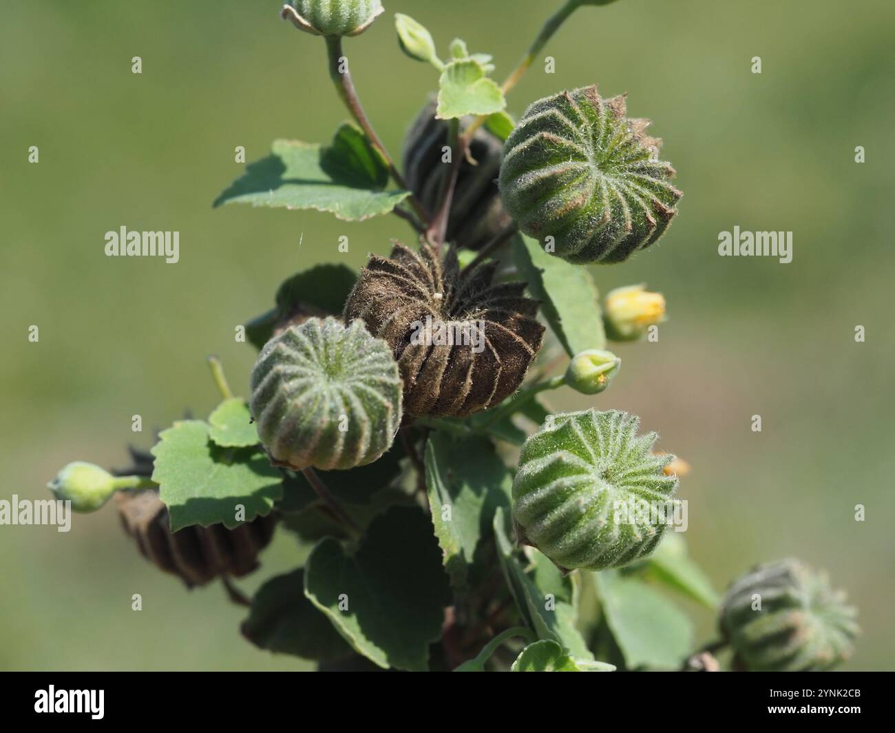 Indian Mallow (Abutilon indicum Stock Photo - Alamy