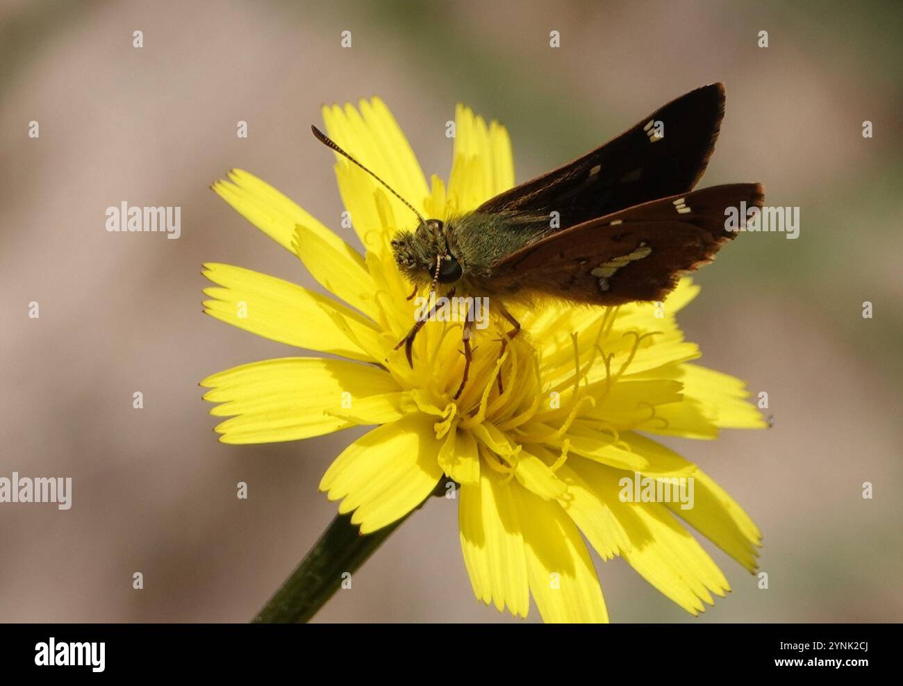 Barred Skipper (Dispar compacta Stock Photo - Alamy