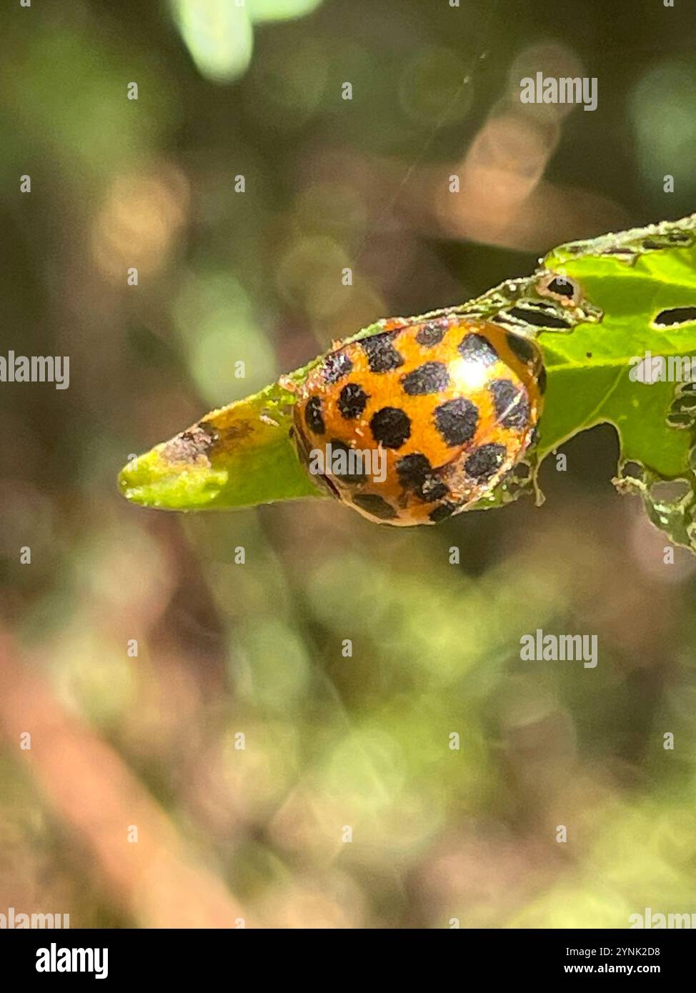 Henosepilachna vigintioctopunctata hi-res stock photography and images ...