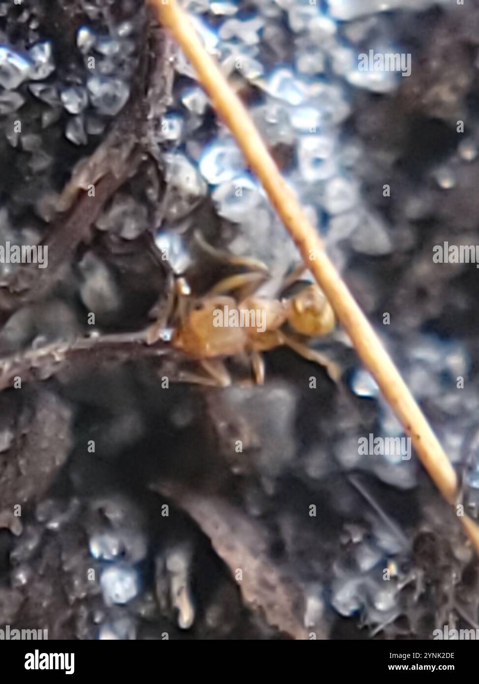 Wasmannia hi-res stock photography and images - Alamy