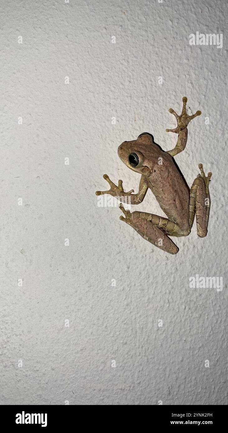 Hispaniolan Common Tree Frog (Osteopilus dominicensis Stock Photo - Alamy