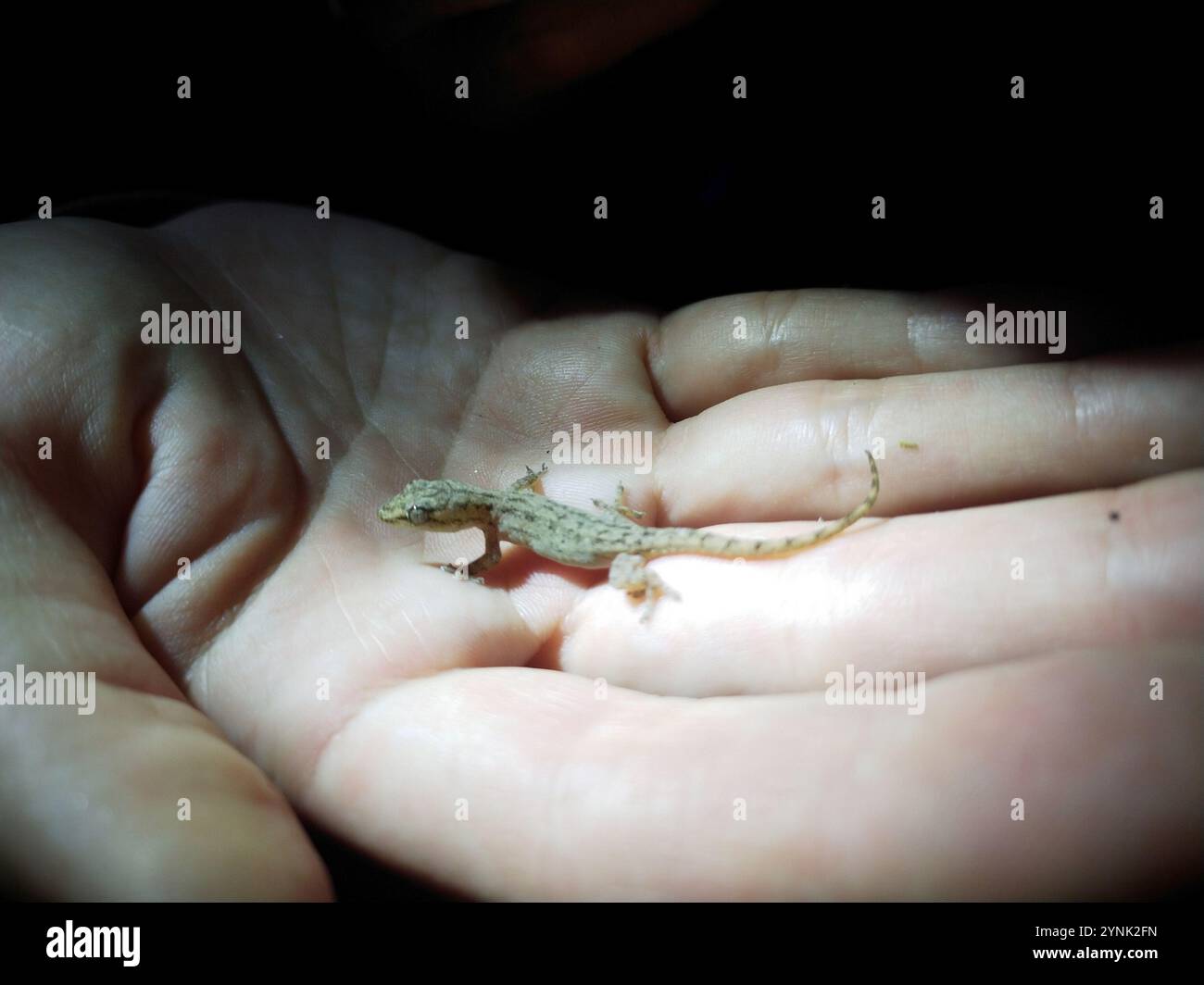 Asian House Gecko (Hemidactylus frenatus Stock Photo - Alamy