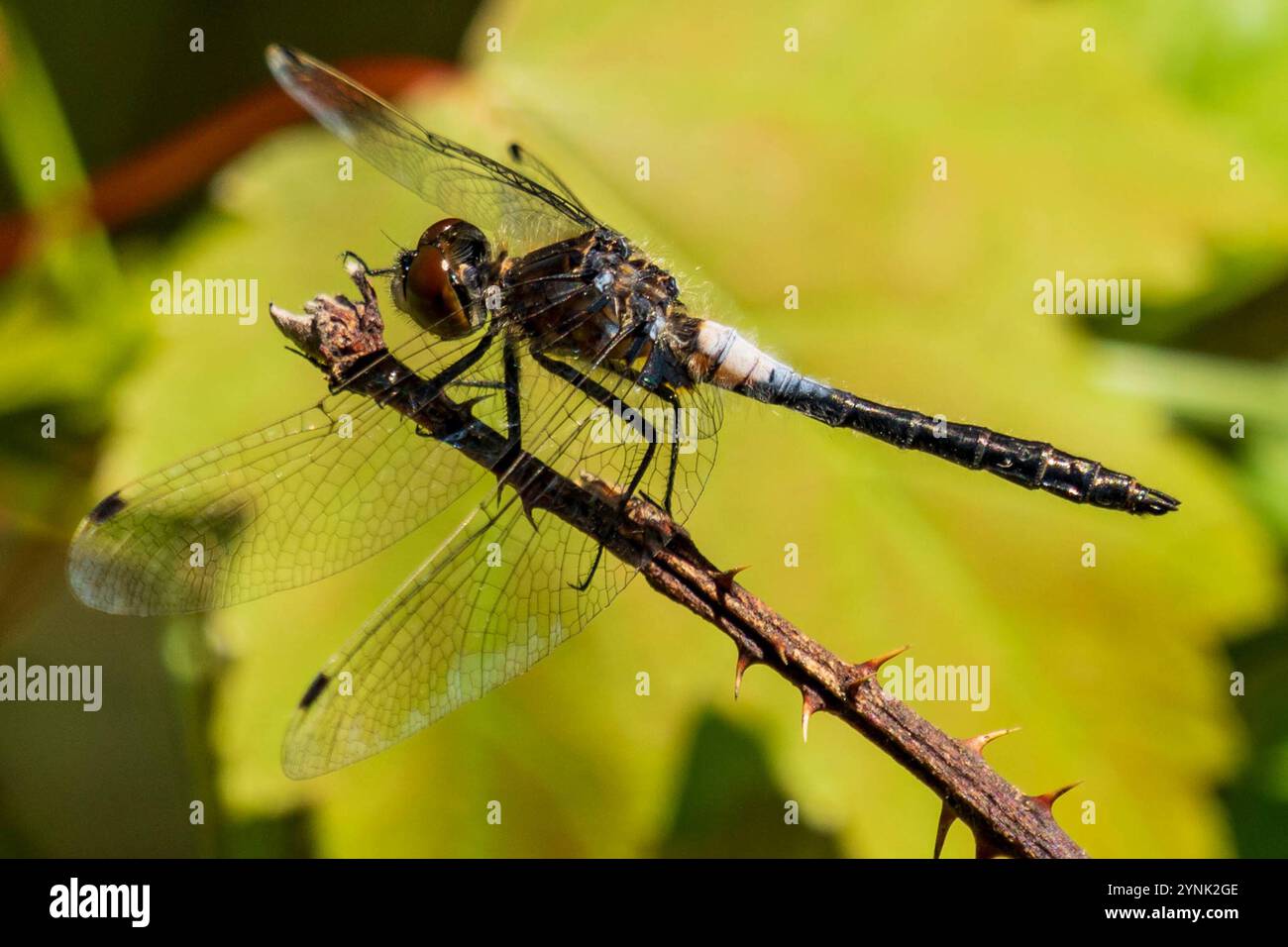 Frosted Whiteface (Leucorrhinia frigida Stock Photo - Alamy