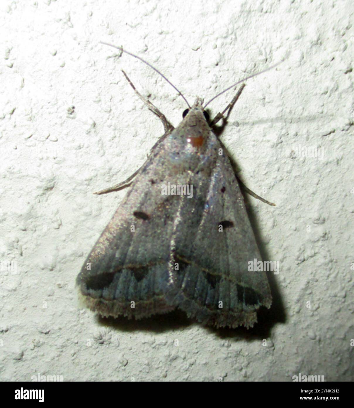 Trimeni hi-res stock photography and images - Alamy