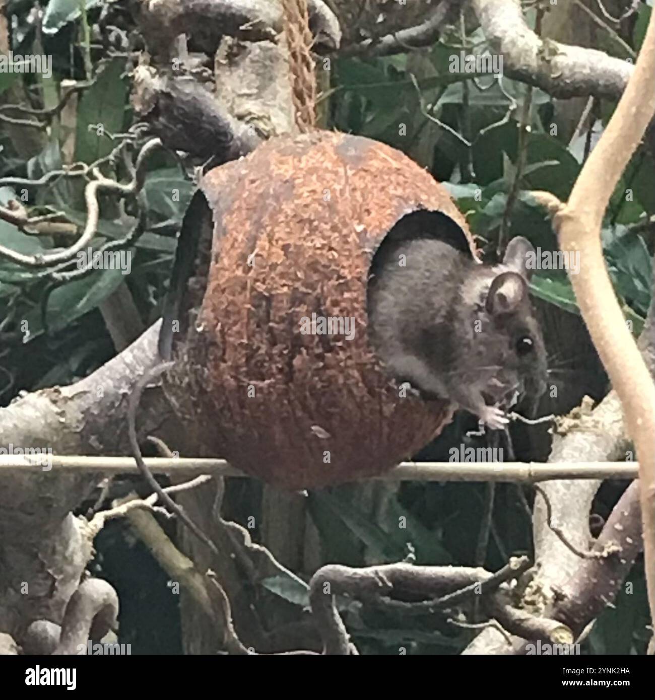 European Wood Mouse (Apodemus sylvaticus Stock Photo - Alamy