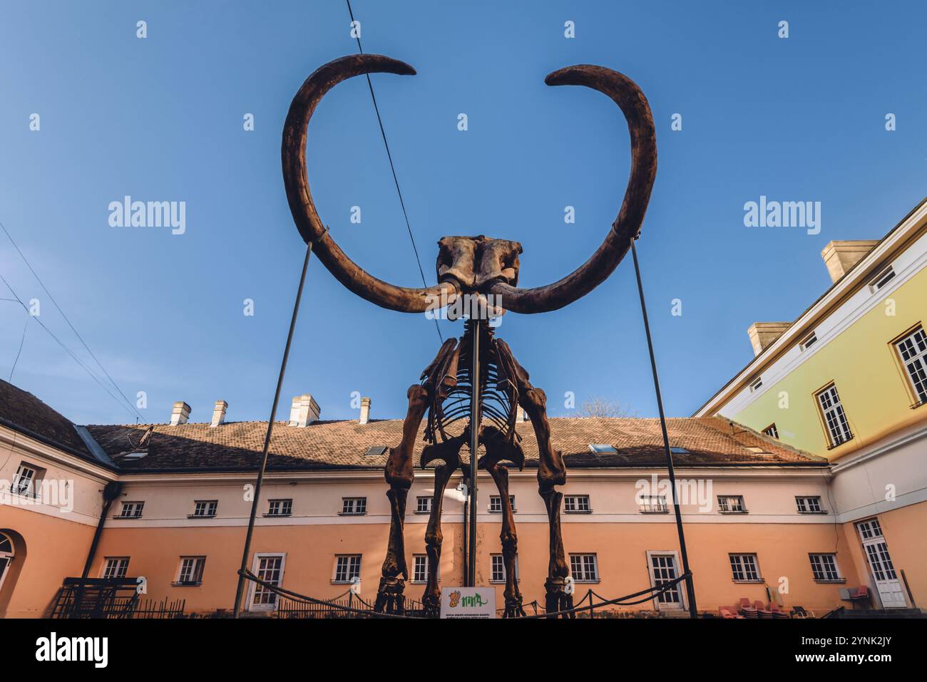 Skeleton of Mammoth in Courtyard of National Museum of Kikinda Stock ...