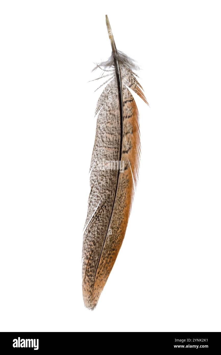 bird feather isolated on white background Stock Photo - Alamy