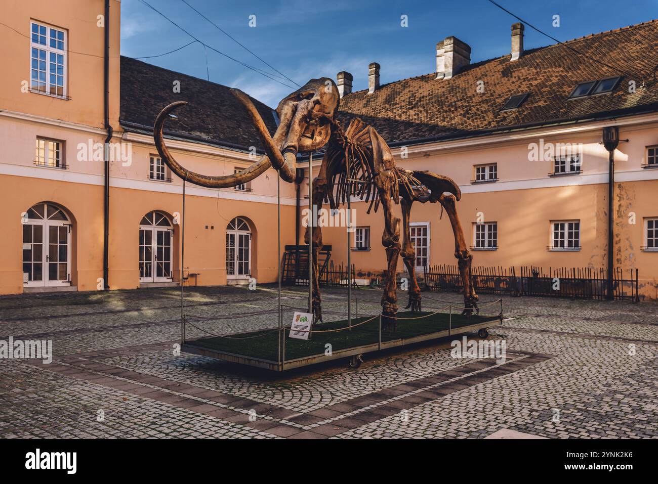 Skeleton of Mammoth in Courtyard of National Museum of Kikinda Stock ...