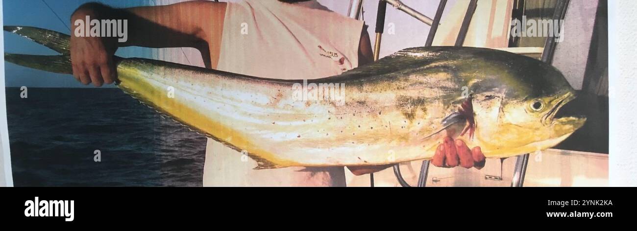 Common Dolphinfish (Coryphaena hippurus Stock Photo - Alamy