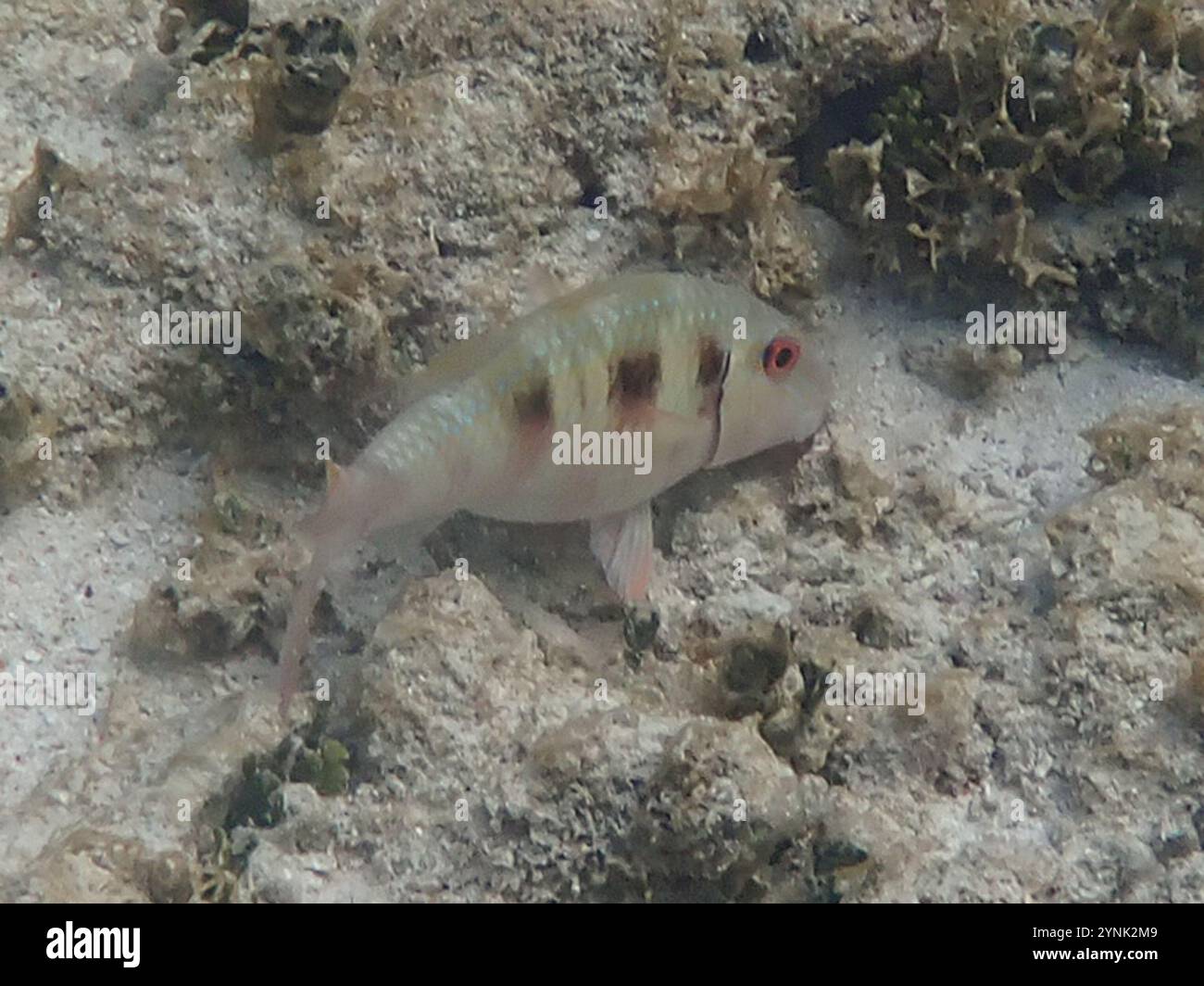 Spotted goatfish hi-res stock photography and images - Alamy