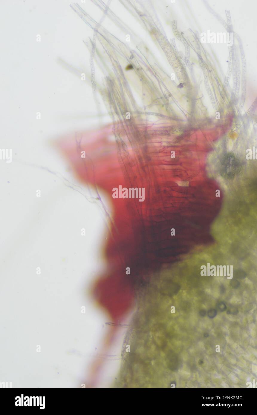 Hemisphaeric Liverwort (Reboulia hemisphaerica Stock Photo - Alamy