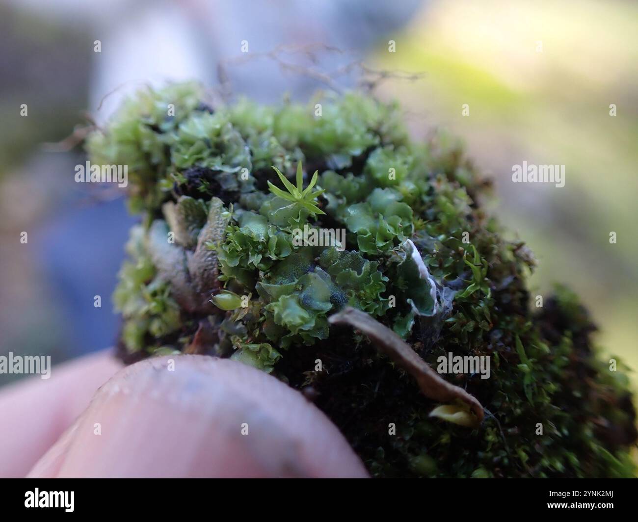 Long-bristled Frillwort (Fossombronia longiseta Stock Photo - Alamy