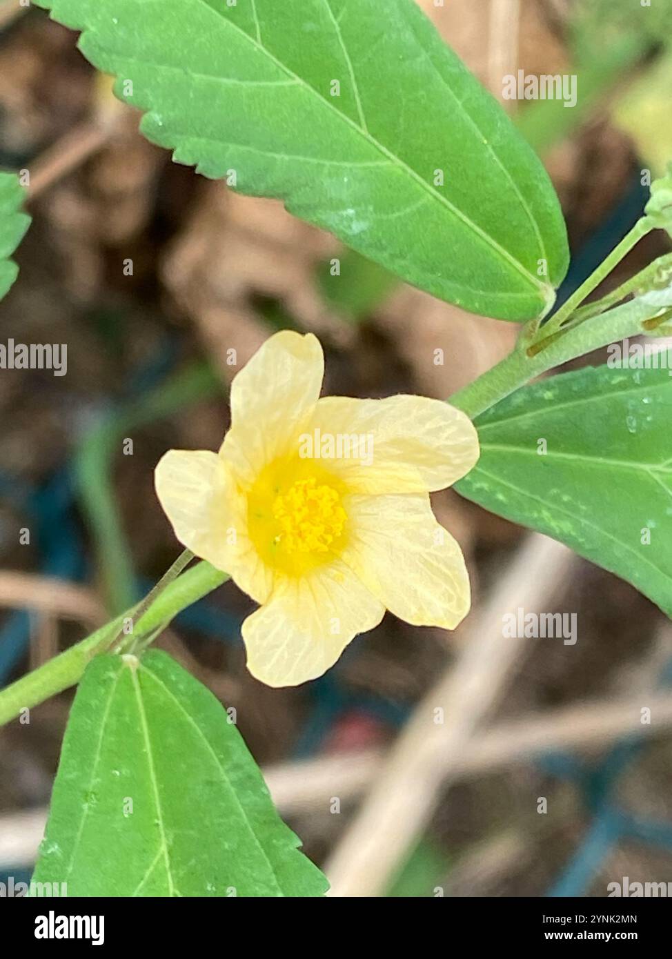 Cuban jute (Sida rhombifolia Stock Photo - Alamy