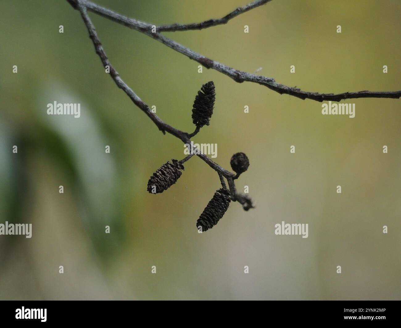 Formosan Alder (Alnus formosana Stock Photo - Alamy