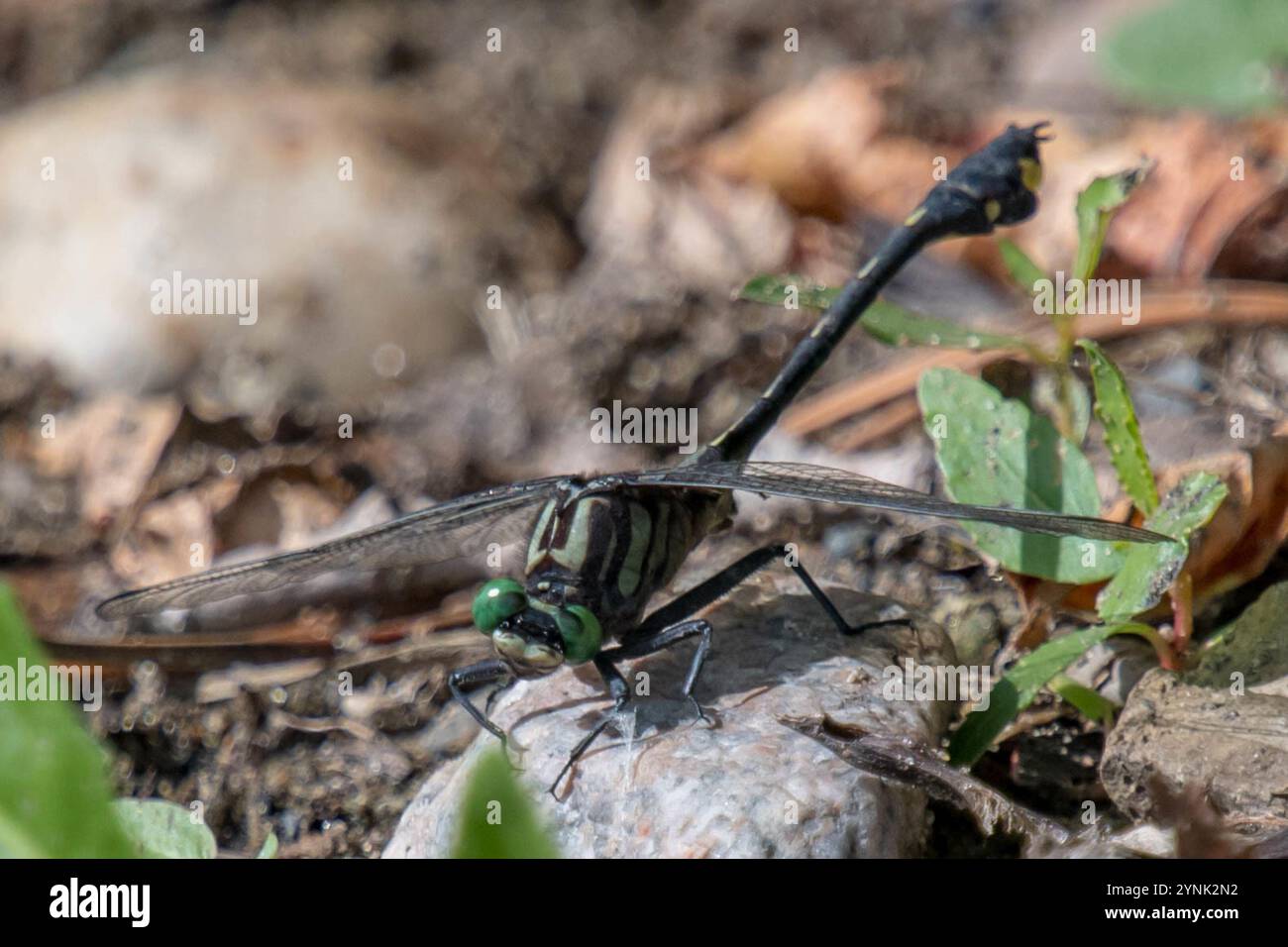Cobra Clubtail (Gomphurus vastus Stock Photo - Alamy