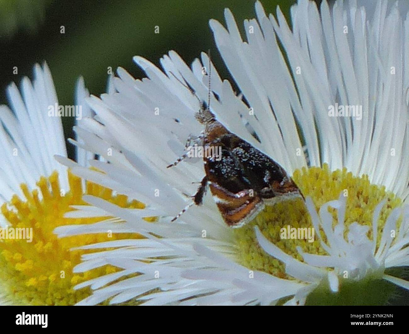 Skullcap Skeletonizer Moth (Prochoreutis inflatella Stock Photo - Alamy