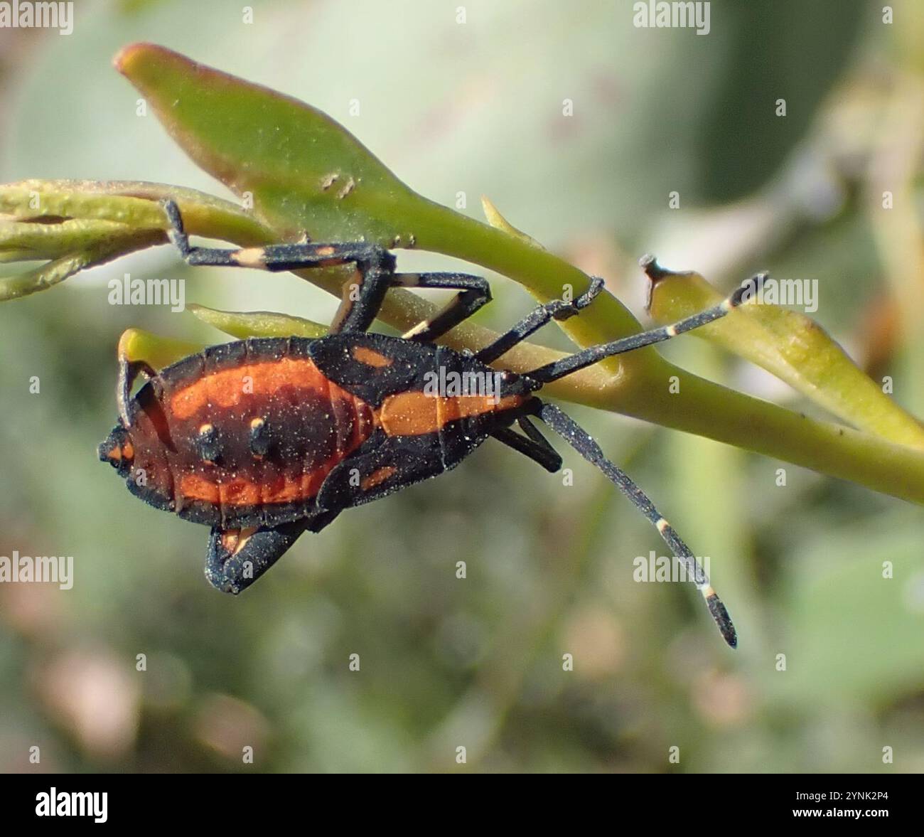 Eucalyptus Tip-wilter Bug (Amorbus obscuricornis Stock Photo - Alamy