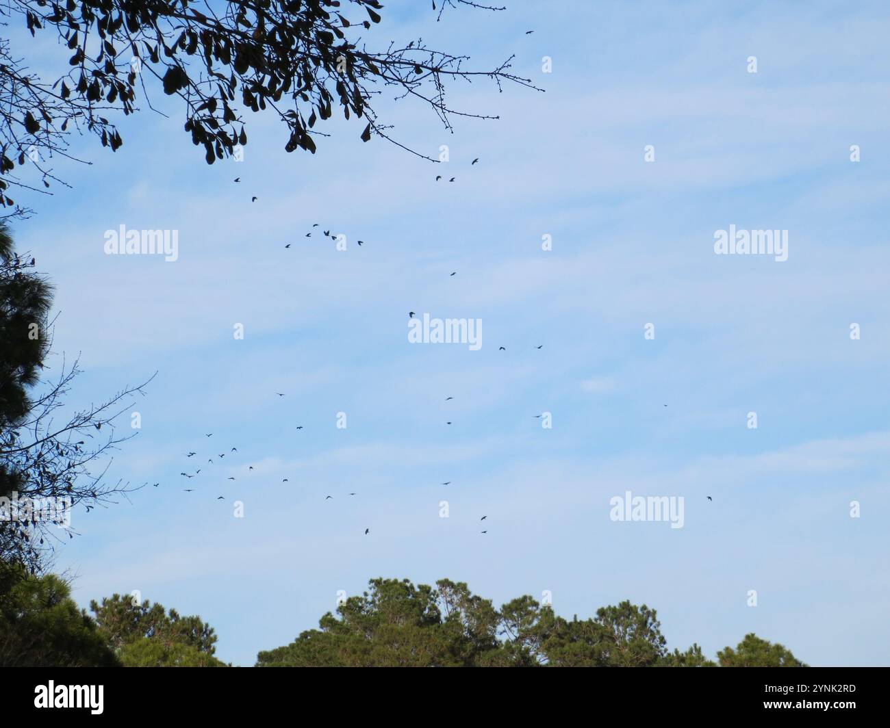 Fish Crow (Corvus ossifragus Stock Photo - Alamy