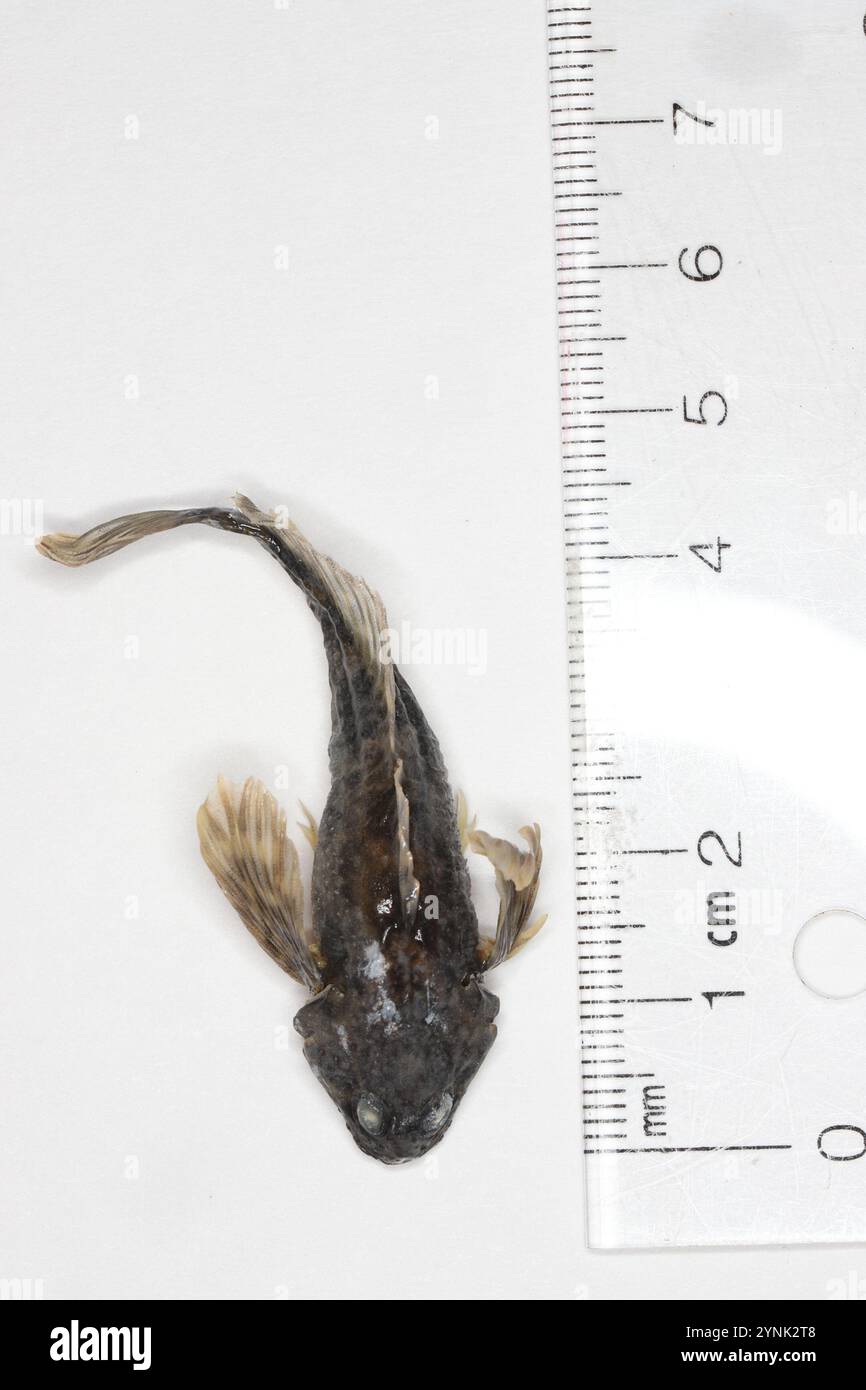 Cottus cognatus hi-res stock photography and images - Alamy