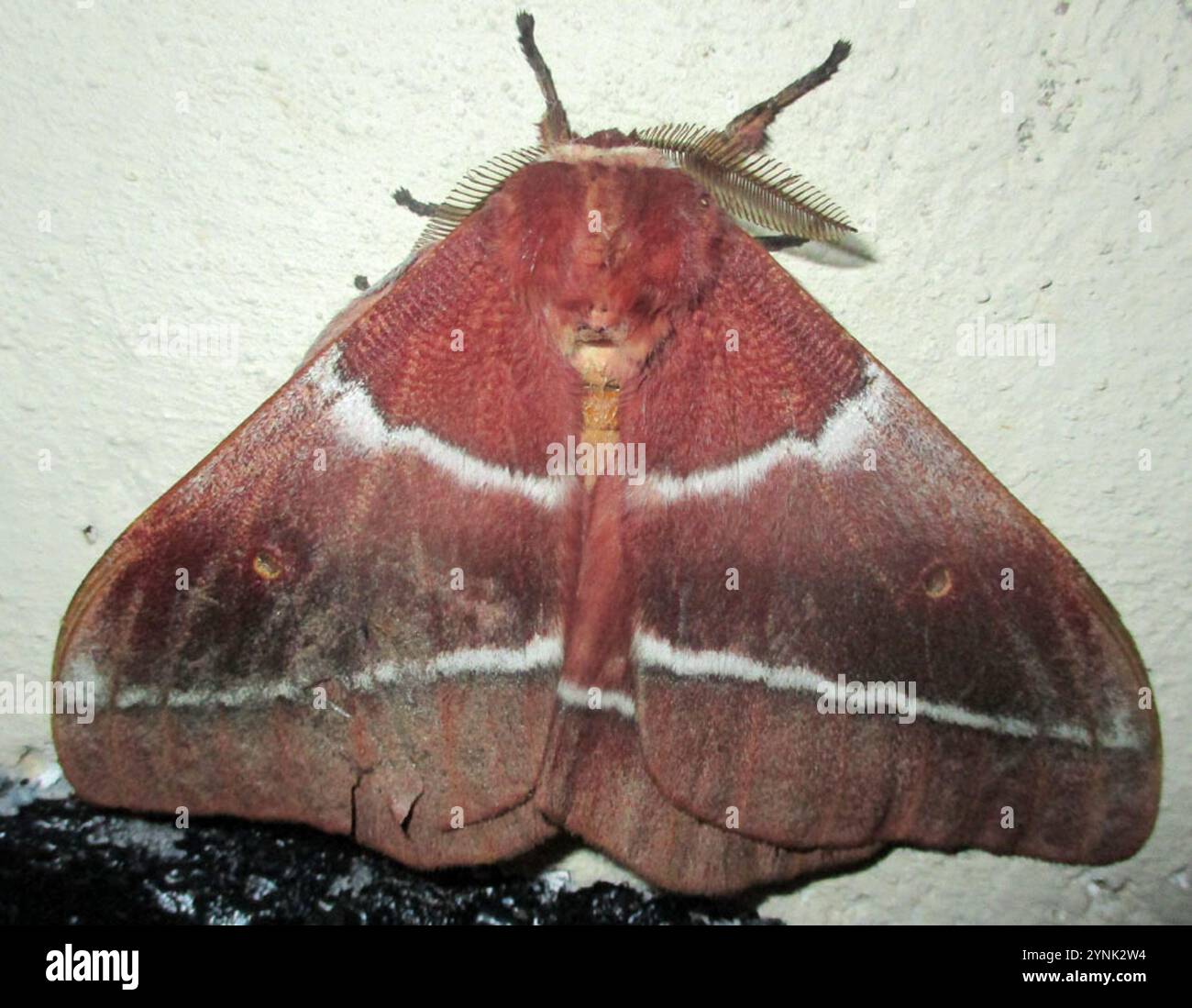 Mopane Worm (Gonimbrasia belina Stock Photo - Alamy