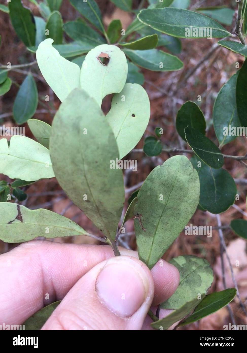 gallberry (Ilex glabra Stock Photo - Alamy