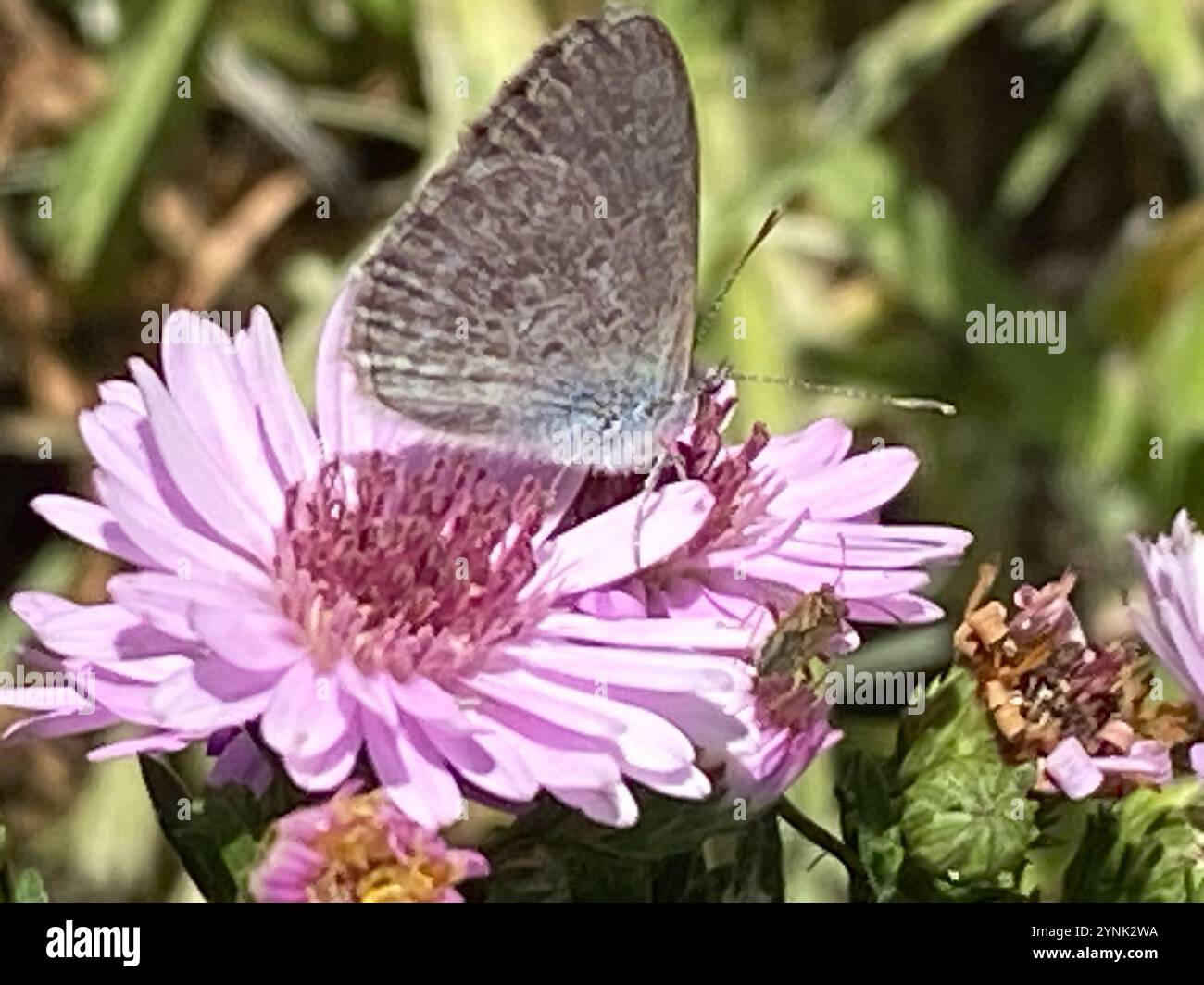 Common Grass-blue (Zizina otis labradus Stock Photo - Alamy