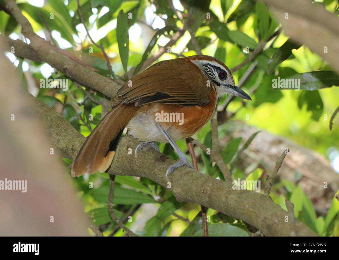 Greater Necklaced Laughingthrush (Pterorhinus pectoralis Stock Photo ...