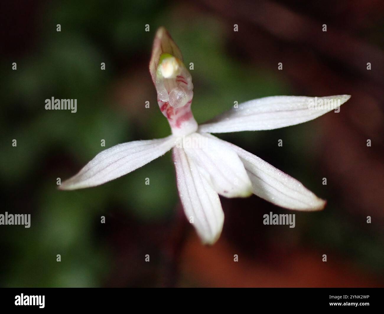 Green Column Caladenia (Caladenia chlorostyla Stock Photo - Alamy