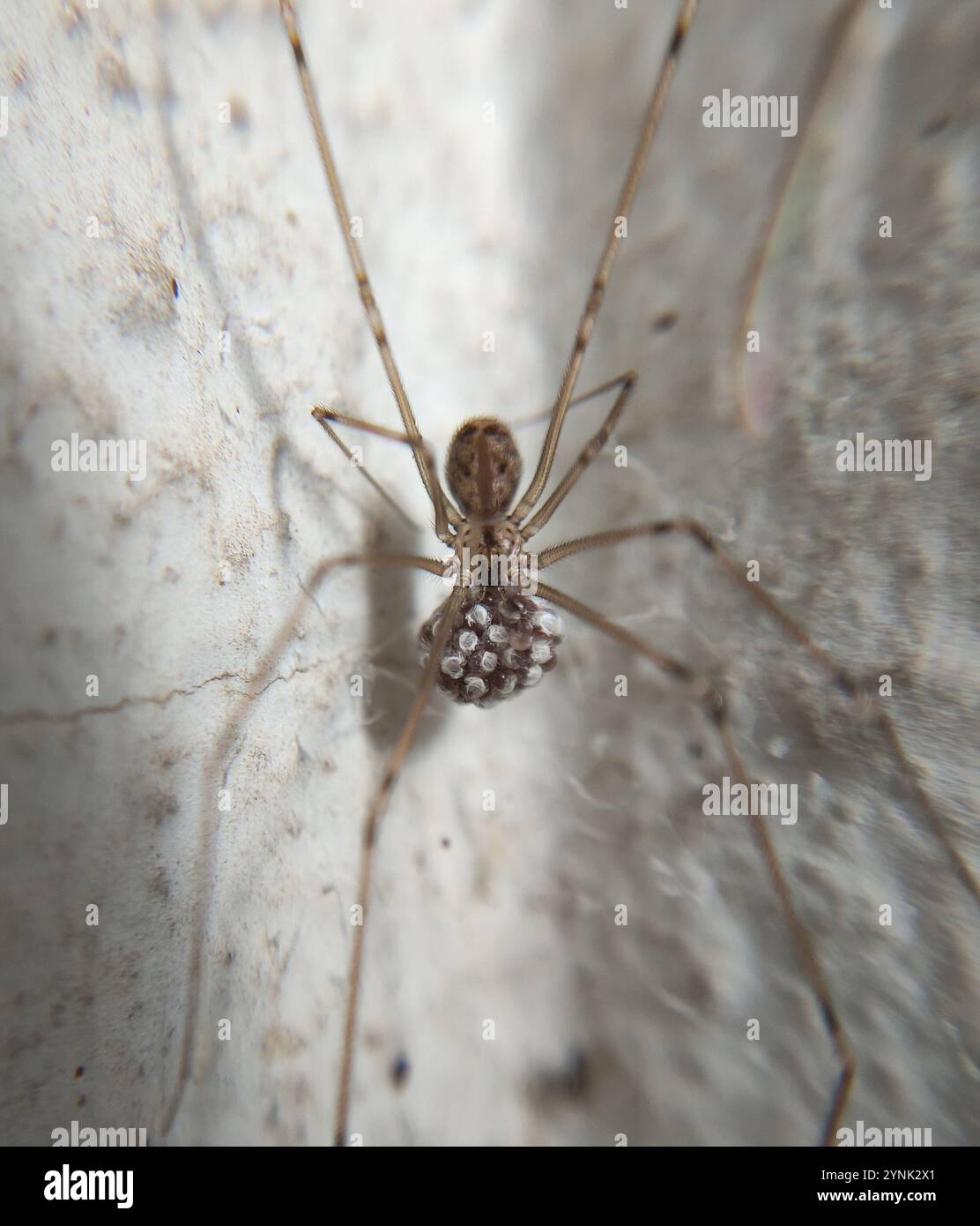 Short-bodied Cellar Spider (Physocyclus globosus Stock Photo - Alamy