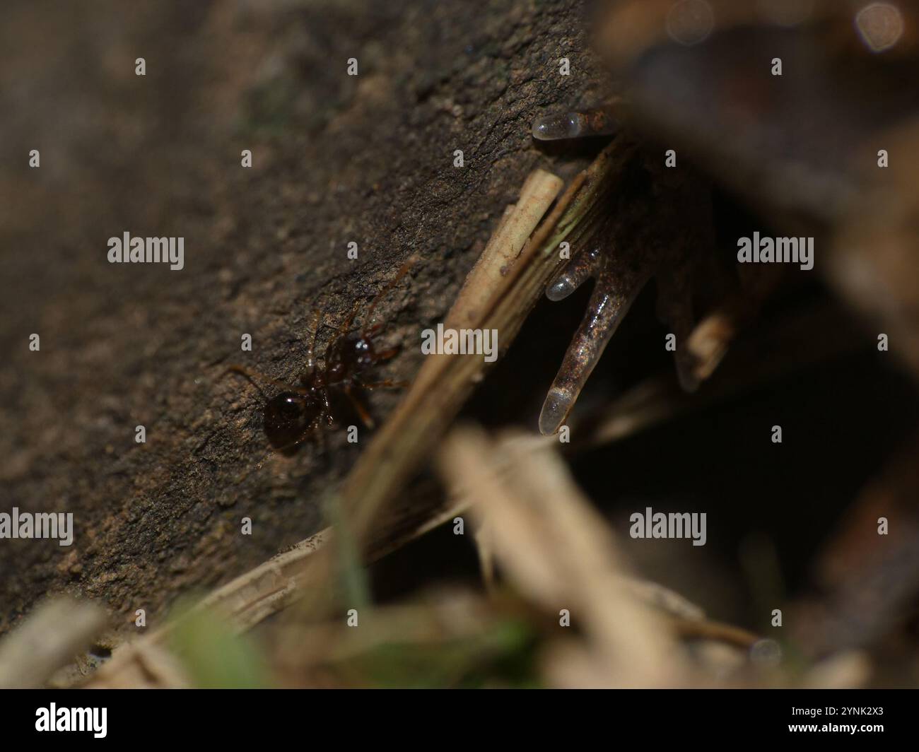 Common Squeaker (Arthroleptis stenodactylus Stock Photo - Alamy