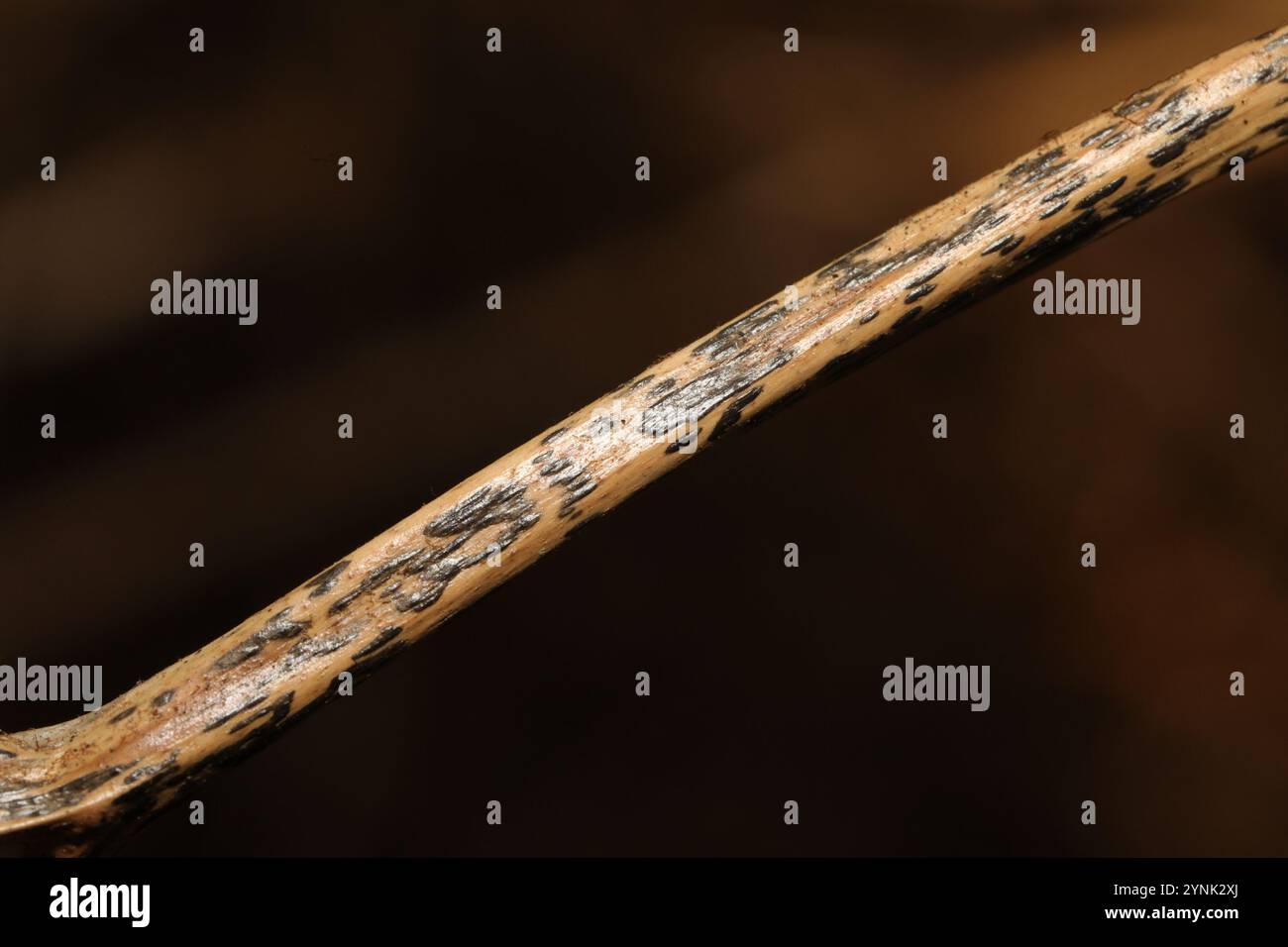 Bracken Map (Rhopographus filicinus Stock Photo - Alamy