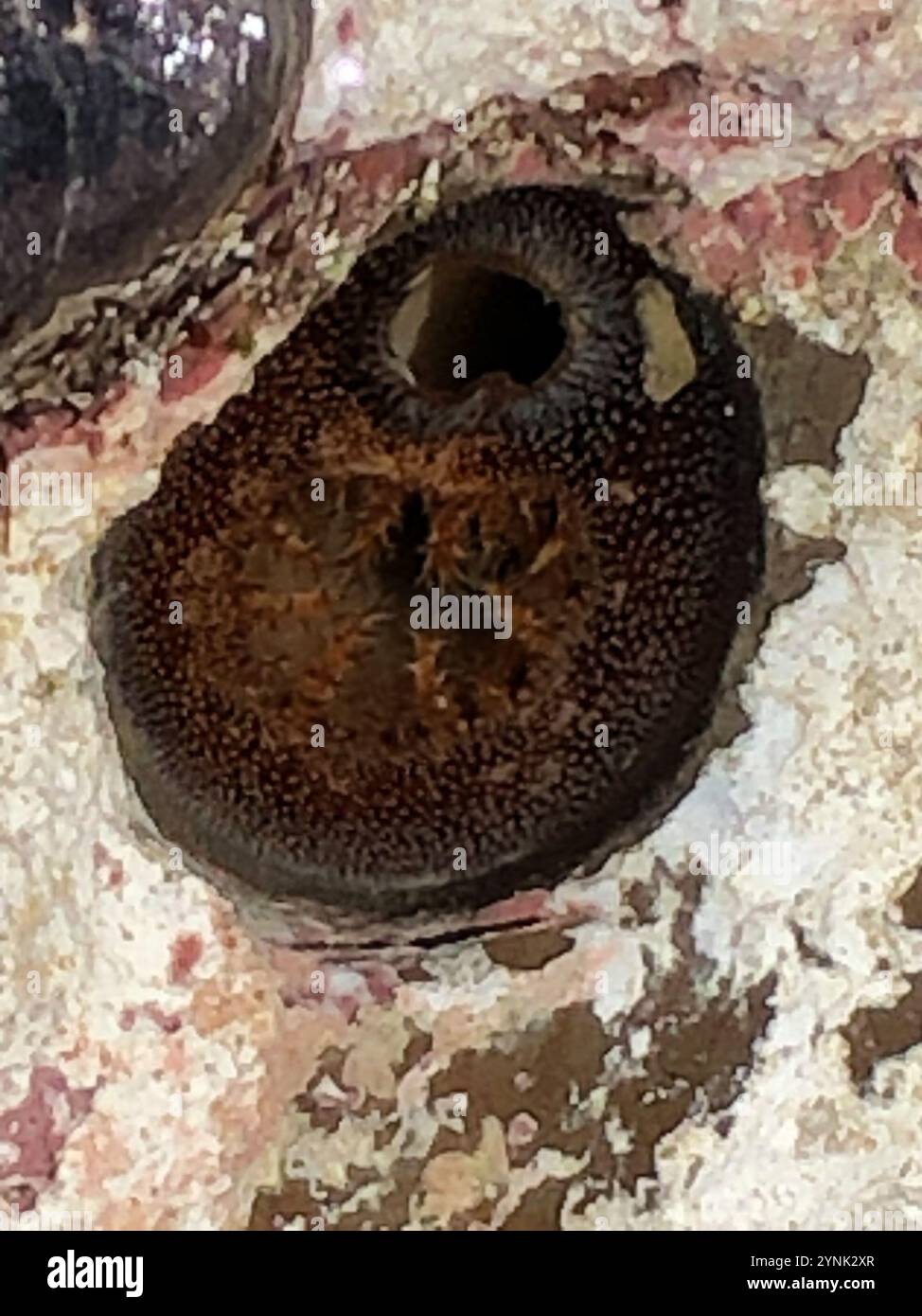 Scale-sided Piddock (Parapholas californica Stock Photo - Alamy