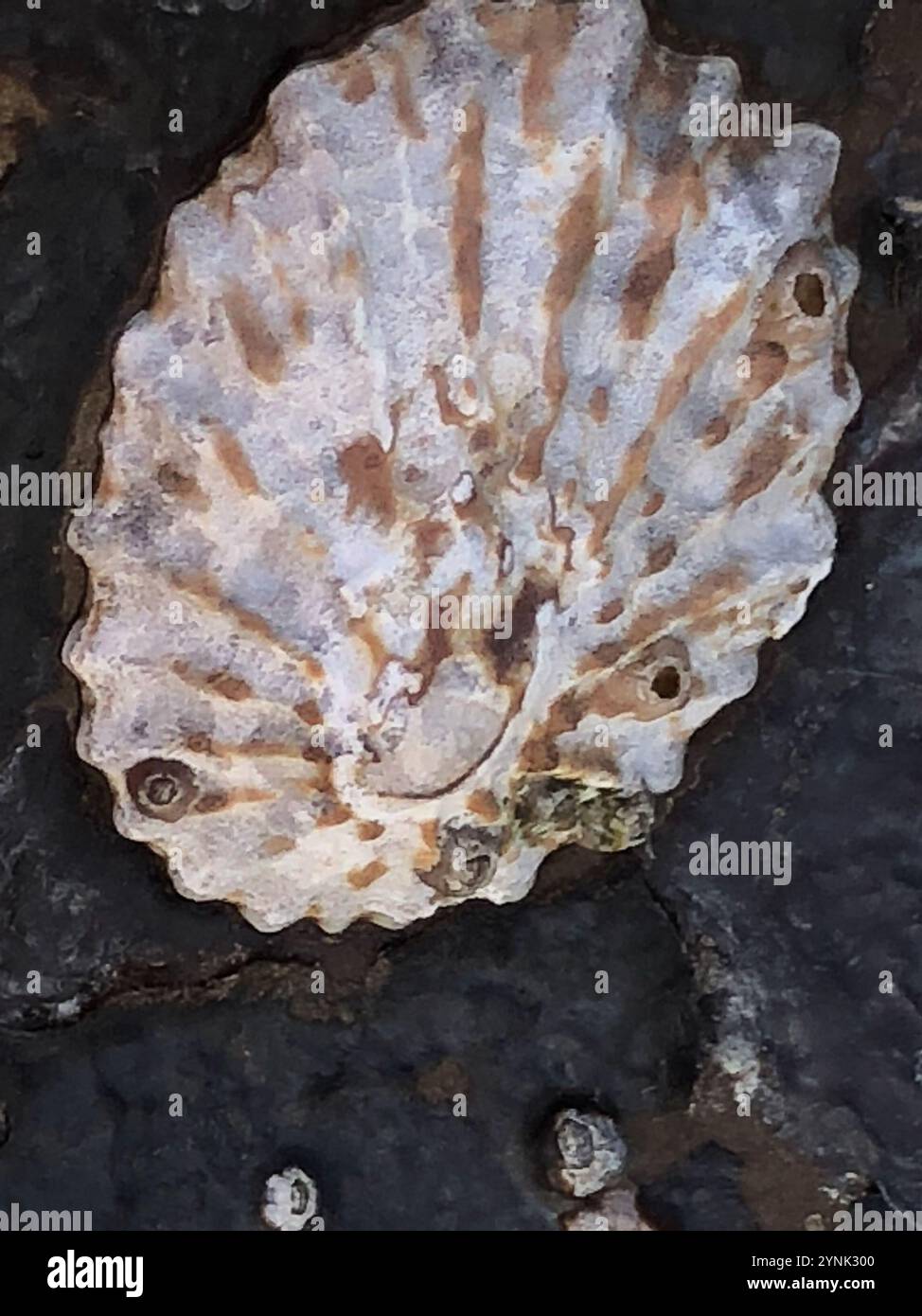 Rough Limpet (Lottia scabra Stock Photo - Alamy