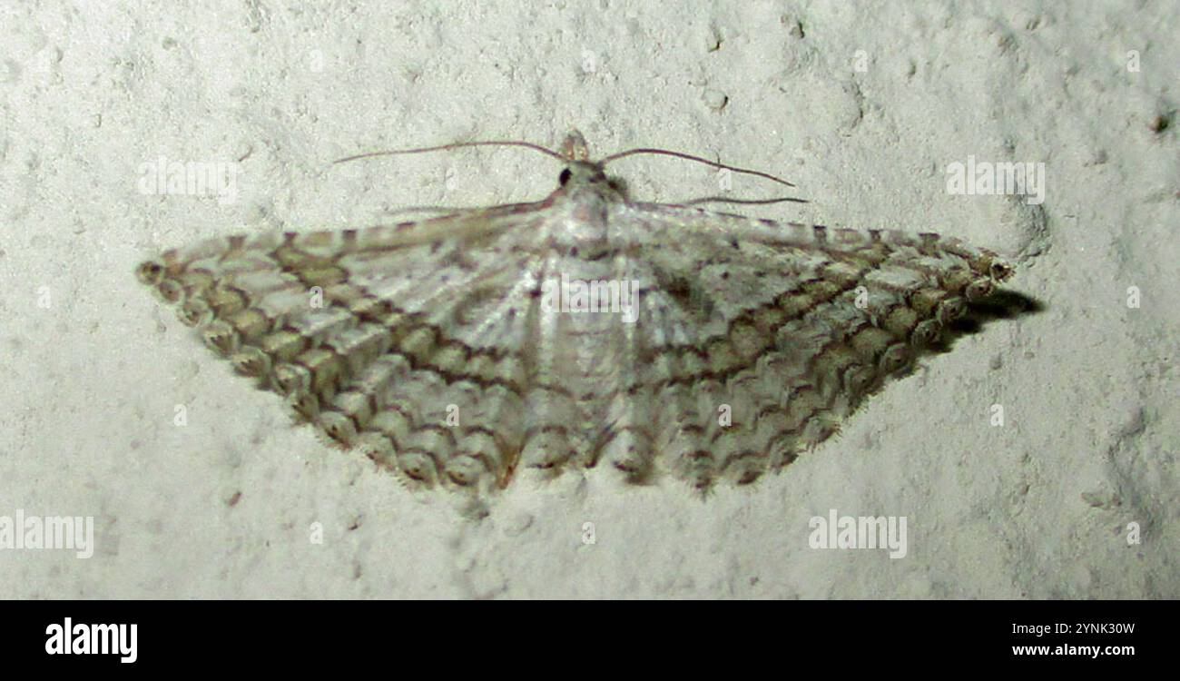 Many plumed moths hi-res stock photography and images - Alamy