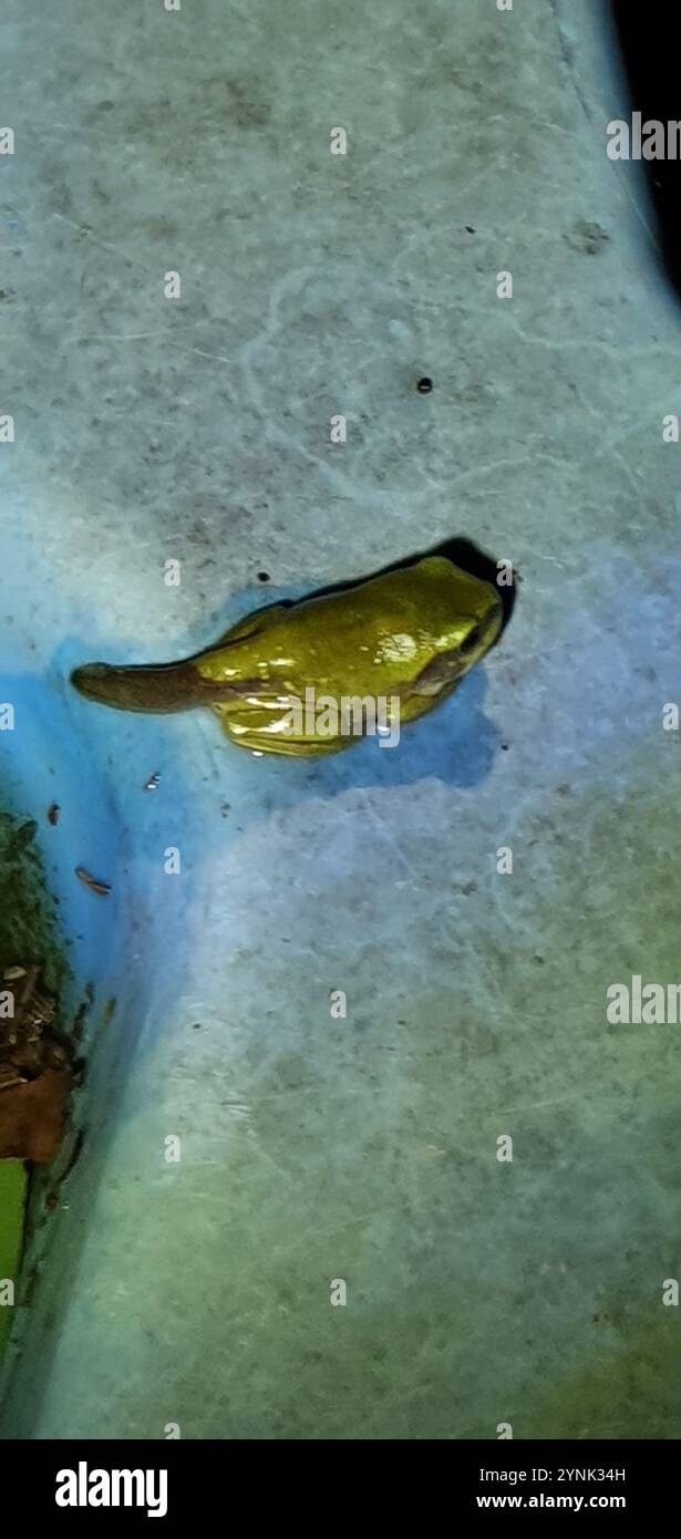 Australian Green Tree Frog (Ranoidea caerulea Stock Photo - Alamy