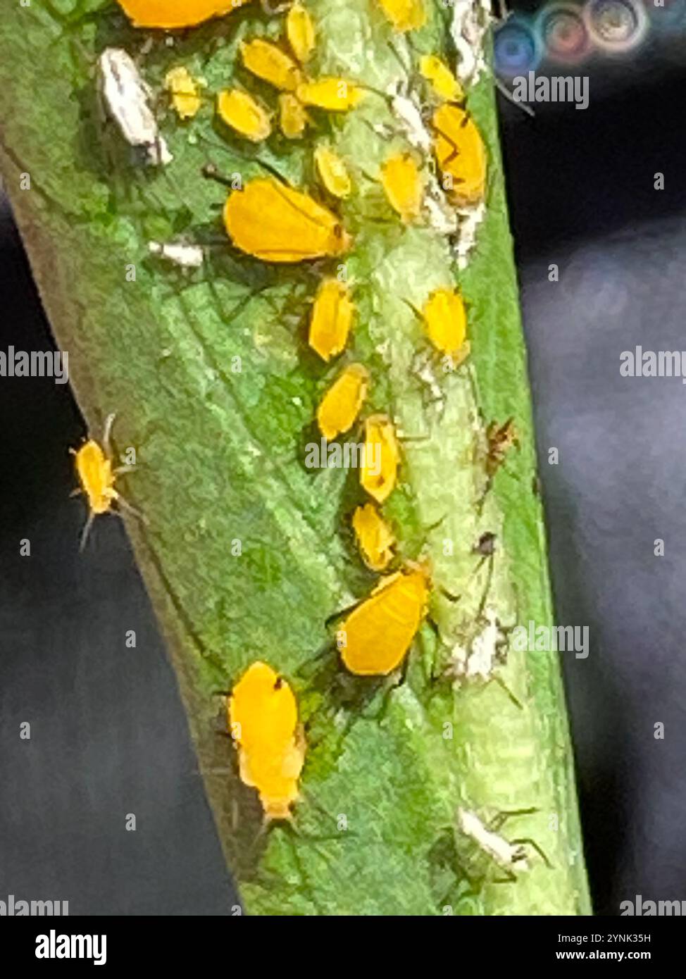 Oleander Aphid (Aphis nerii Stock Photo - Alamy