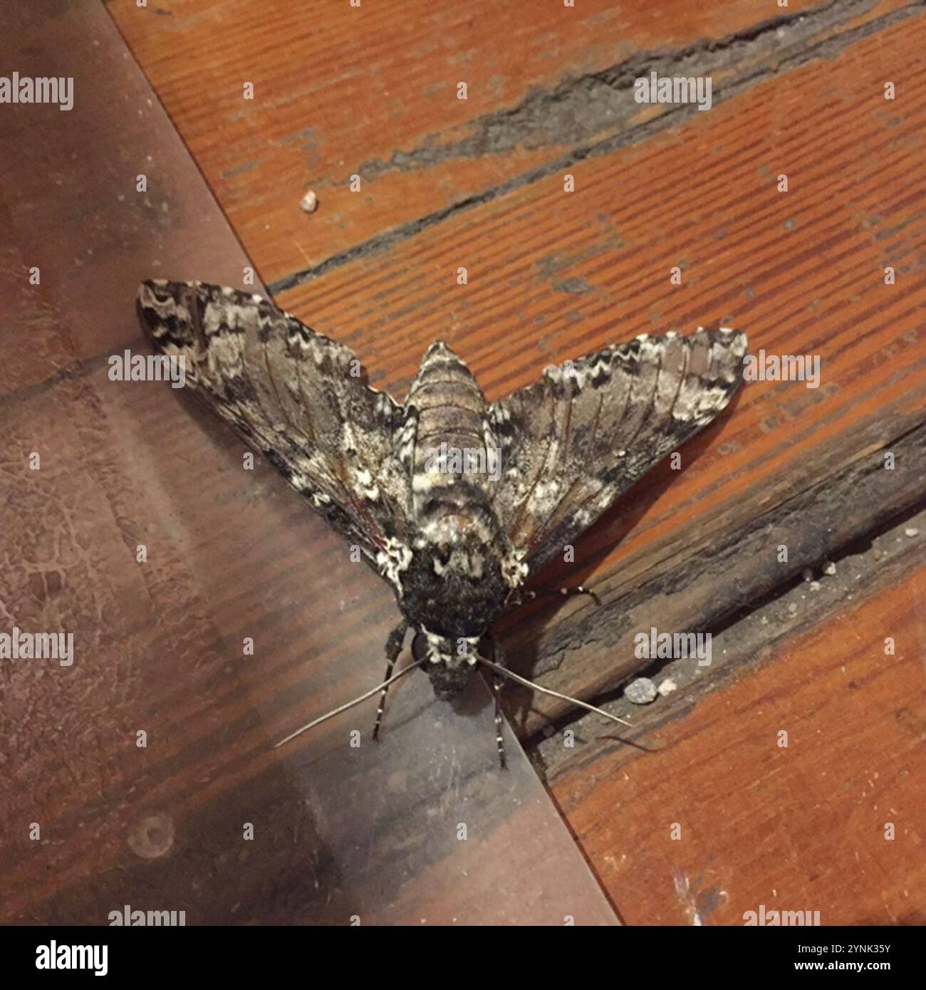 Rustic Sphinx (Manduca rustica Stock Photo - Alamy