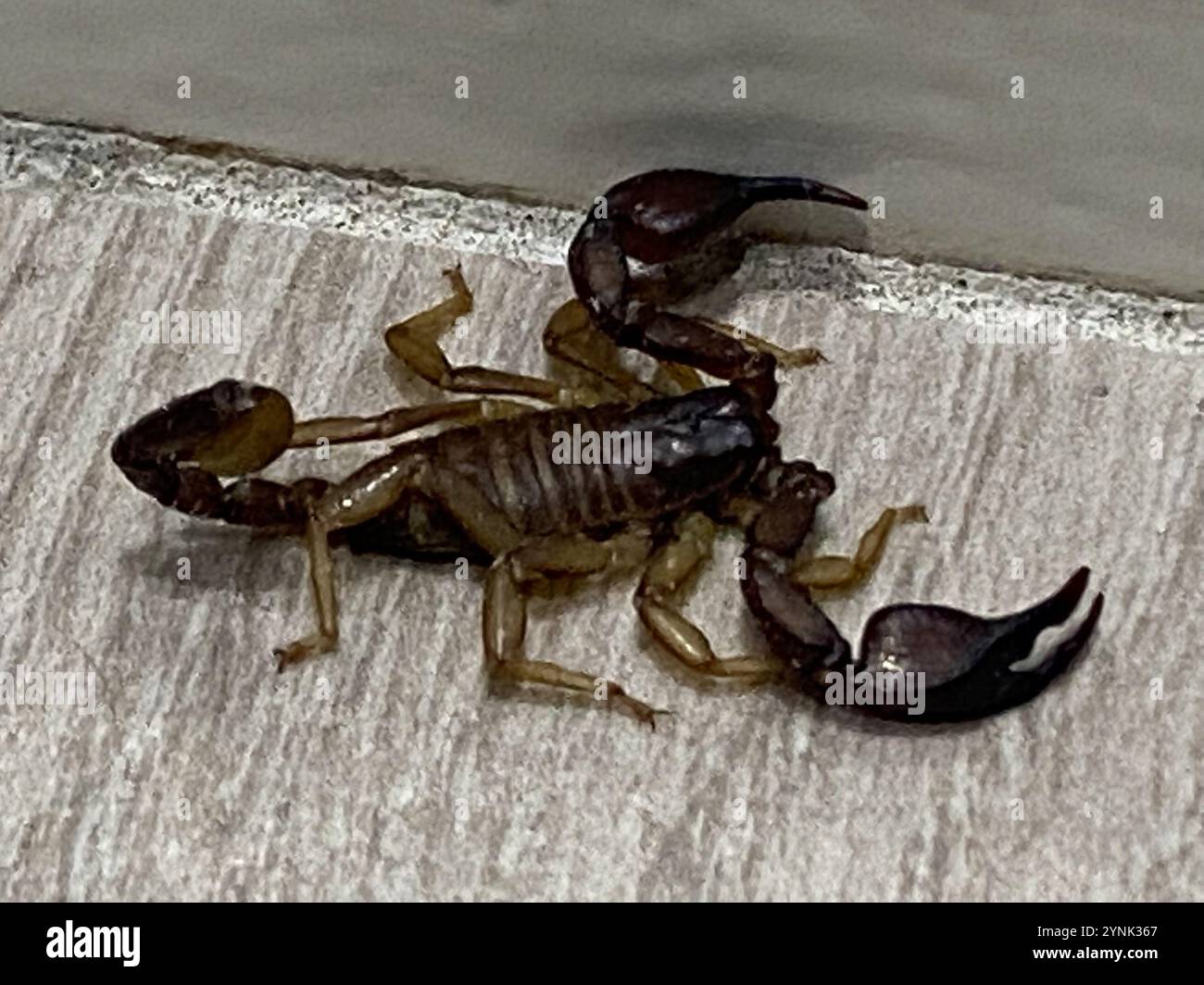 Small Wood-scorpions (Euscorpius Stock Photo - Alamy