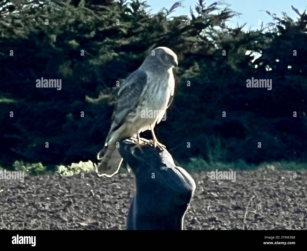 Northern Harrier (Circus hudsonius Stock Photo - Alamy