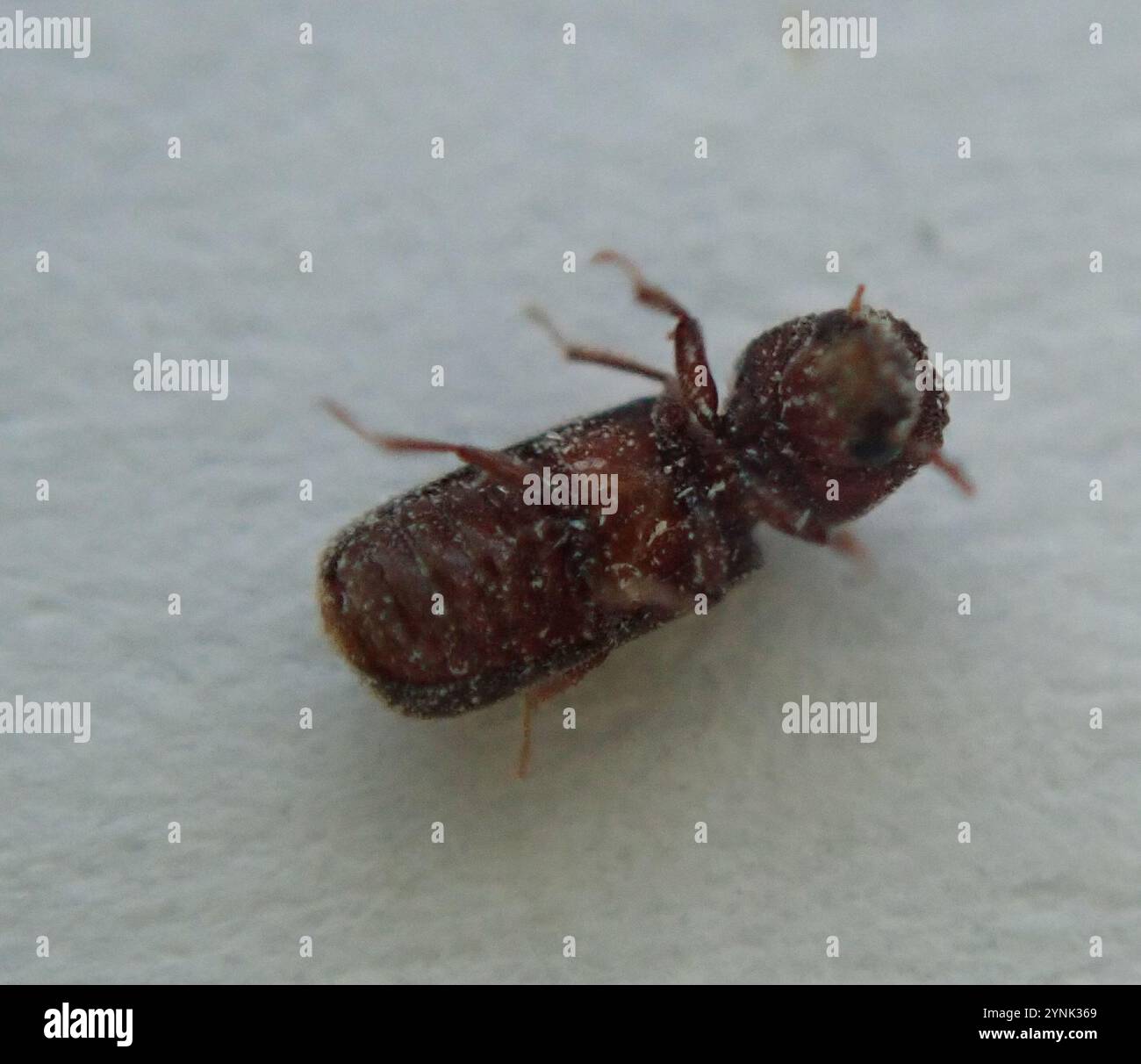 Lesser Grain Borer (Rhyzopertha dominica Stock Photo - Alamy