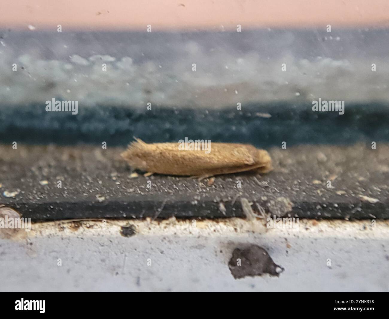 Fungus Moths, Clothes Moths, & Allies (Tineidae Stock Photo - Alamy